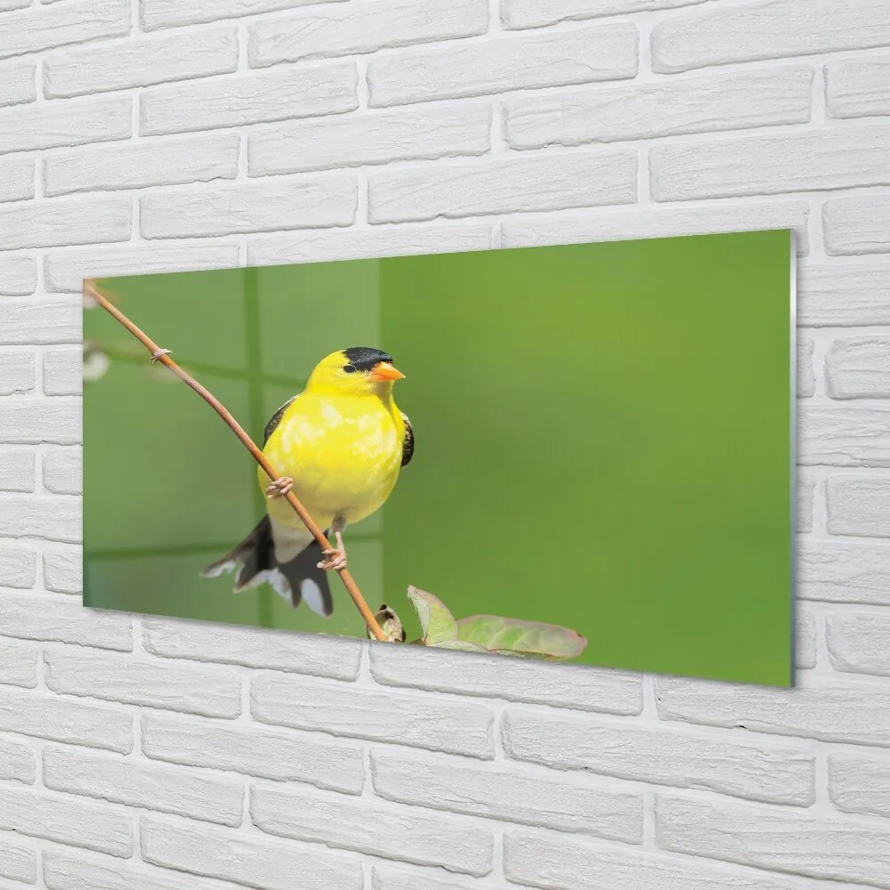 Obraz na skle žlutý papoušek 120x60 cm