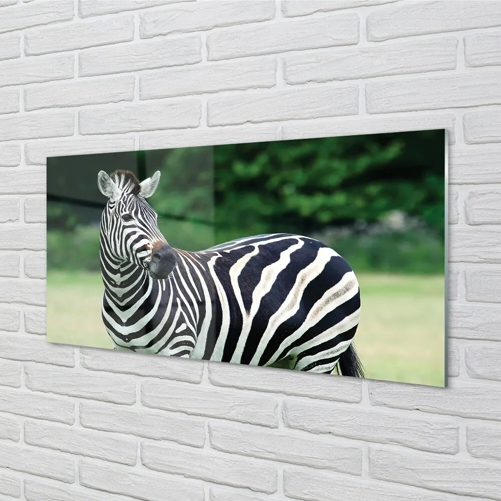 Obraz na skle Zebra box 120x60 cm