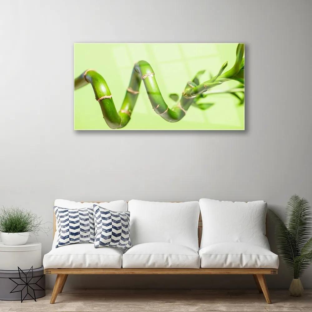 Obraz na skle Bambus Rostlina Příroda 120x60 cm