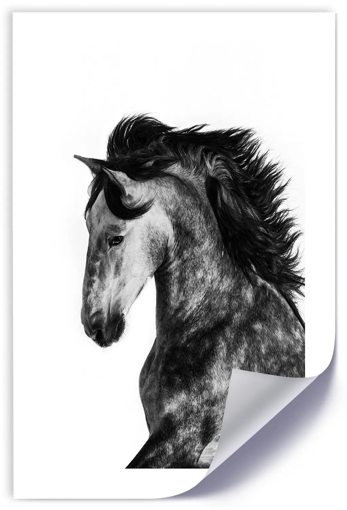 Gario Plakát Divoký kůň Barva rámu: Bez rámu, Rozměry: 20 x 30 cm
