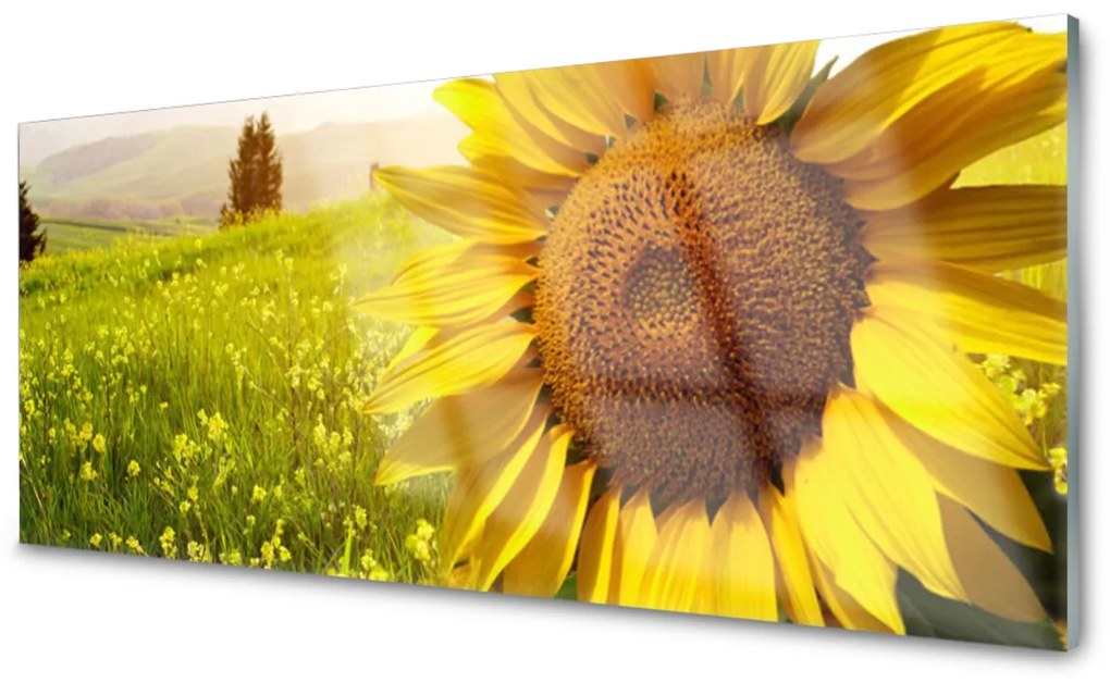 Plexisklo obraz Slunečnice Květ Rostlina