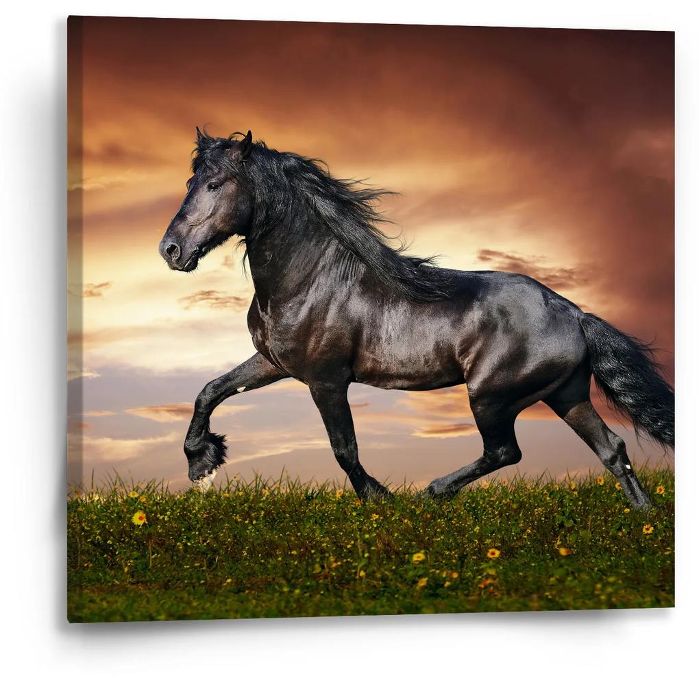 Obraz SABLIO - Friský kůň 50x50 cm