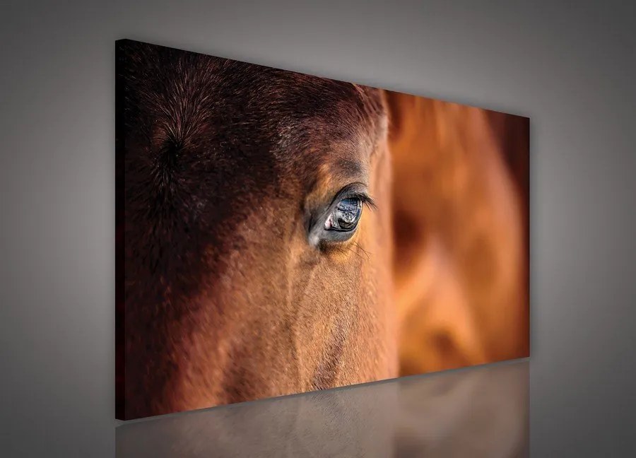 Postershop Obraz na plátně: Kůň (2) - 75x100 cm