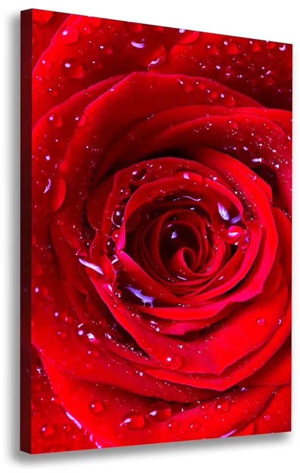 Wallmuralia Foto obraz na plátně Červená růže 70x100 cm
