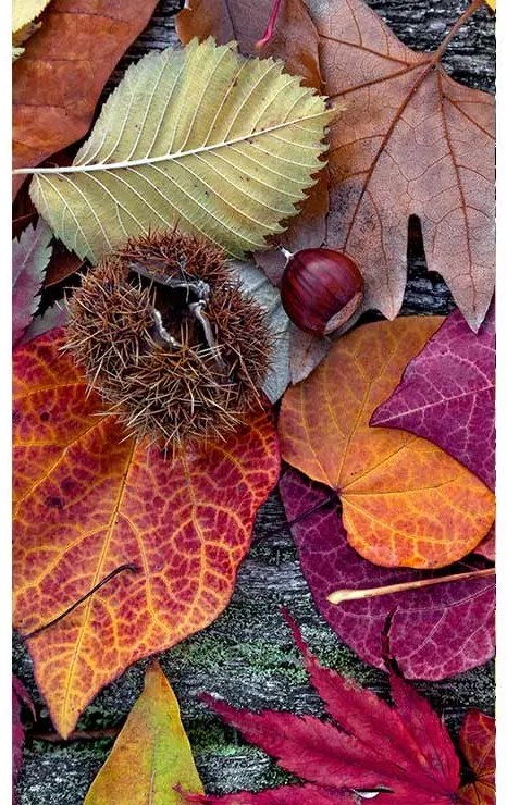 Vliesová fototapeta Podzimní listí 150 x 250 cm + lepidlo zdarma / MS-2-0112 vliesové fototapety na zeď DIMEX