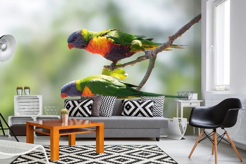 DIMEX | Samolepicí vliesová fototapeta na zeď Duhový papoušek MA-5-0400 | 375 x 250 cm | zelená, modrá, oranžová