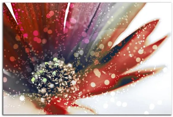 Obraz Červený květ C4172AO
