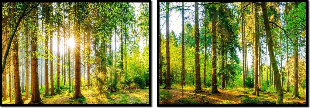 Obraz Plakáty V Rámu Diptych Sada 2 obrazů Les Stromy P2587_53x73