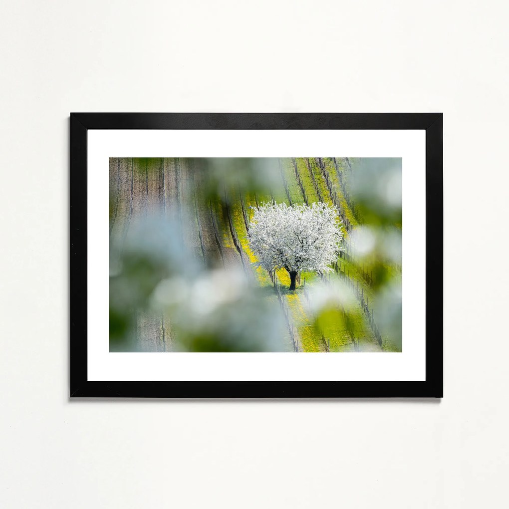 Vojta Herout | Blooming Queen Rám: Dubový, Velikost: 20 x 30 cm