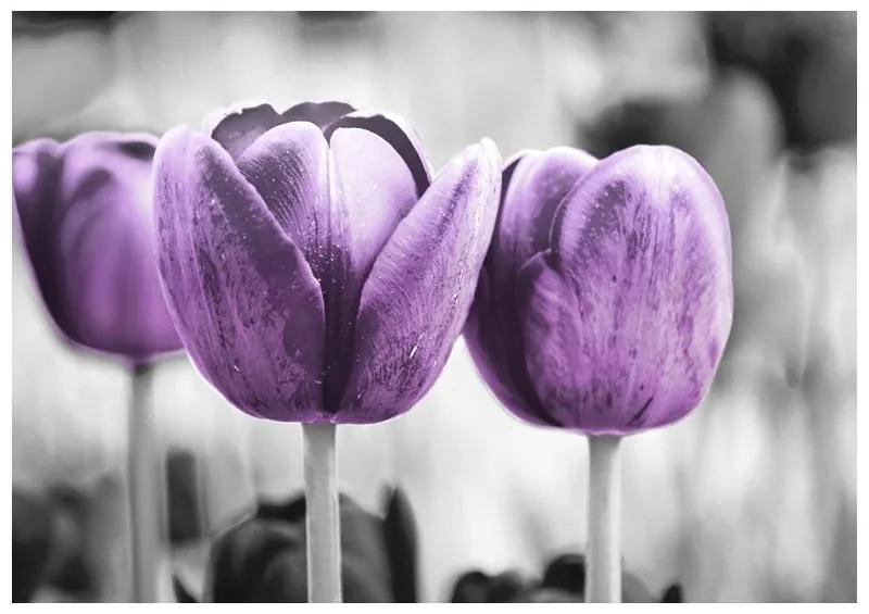 Obraz dvou fialových tulipánů  (100x70 cm), 40 dalších rozměrů