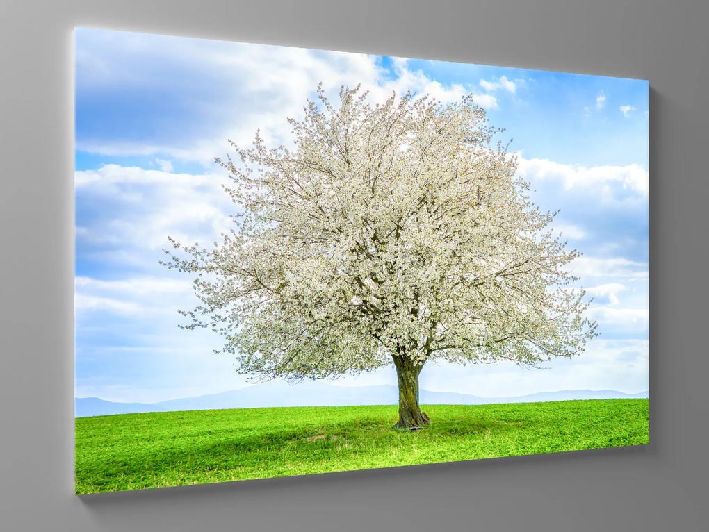 Liox Obraz třešeň na zelené louce Rozměr: 60 x 40 cm