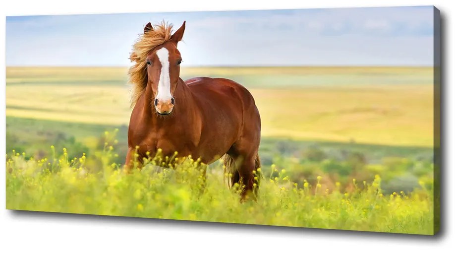 Wallmuralia Foto obraz na plátně do obýváku Hnědý kůň 125x50 cm
