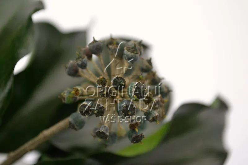 Hedera Arborea Fruits Green - zelená