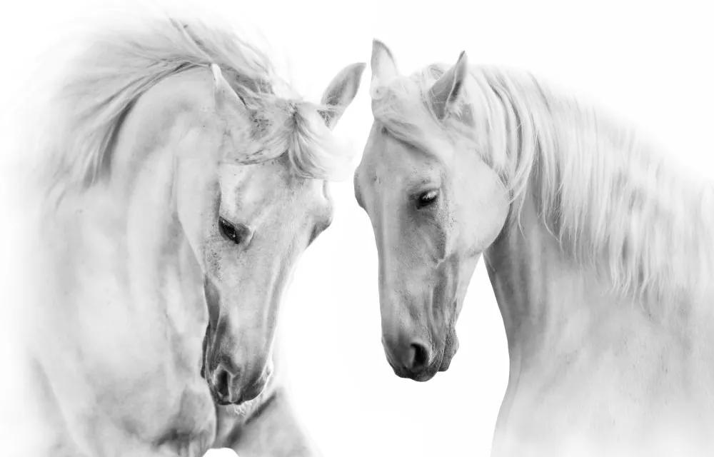 Vícedílný obraz Dva Koně Na Bílém Pozadí Nedostatek Nedostatek Přírodní plátno 60x40