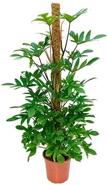 Gardners Pokojová rostlina  Philodendron pedatum s kokosovou vzpěrou 120 cm, průměr 24 cm
