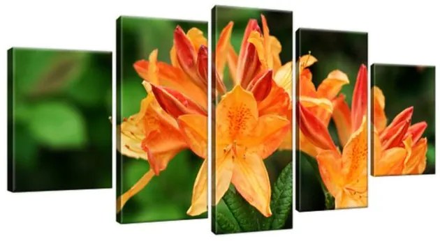 Obraz na plátně Rododendron Azalka oranžová 150x70cm 124A_5B