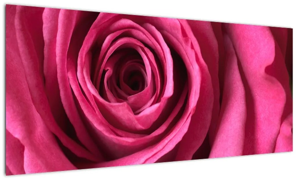 Obraz růžové růže (100x40cm)