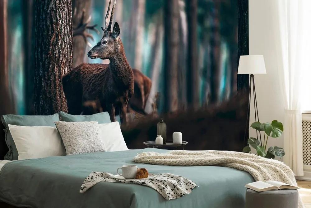Fototapeta jelen v borovém lese - 450x300 cm