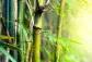 Podložka Bamboo Rozměr: 100 x 200 cm (250 g/m²)