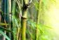 Podložka Bamboo Rozměr: 120 x 200 cm (250 g/m²)