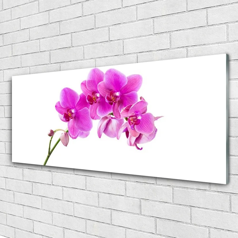 Plexisklo-obraz Vstavač Květ Orchidej 125x50 cm