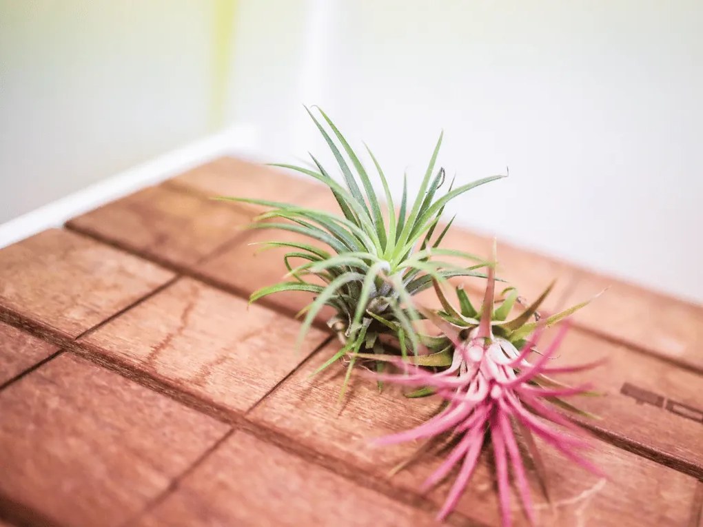 Skleněná váza boule s Tillandsií Ionantha red