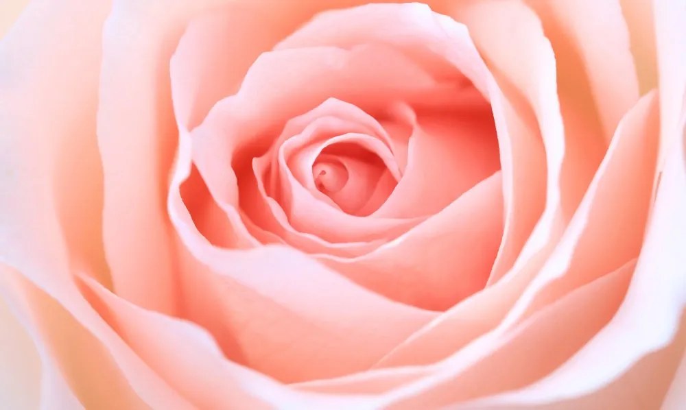 Vícedílný obraz Pastelová Růže Na 3D Makro Měřítku Nedostatek Nedostatek Plátno Canvas 200x120