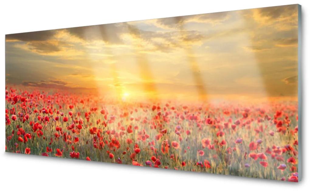 Skleněný obraz Slunce Louka Mák Květiny