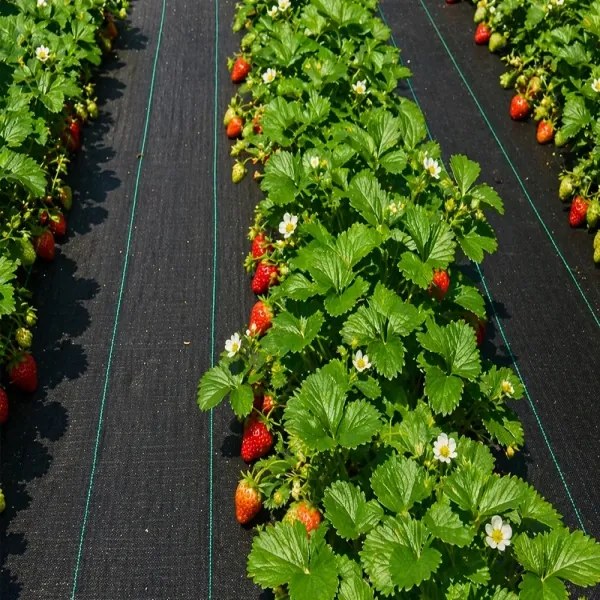 Černá agrotextilie proti plevelu 1 × 50 m, 70 g/m²