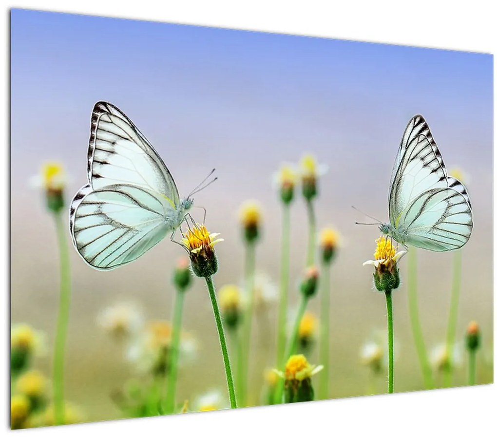 Obraz motýlů na květině (100x70 cm), 40 dalších rozměrů