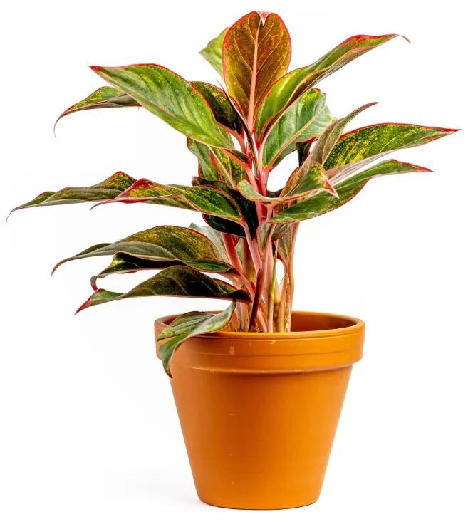 Pokojová rostlina Aglaonema Crete, průměr 12-14 cm