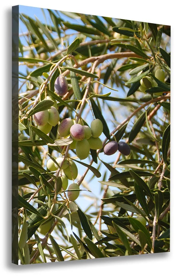 Wallmuralia Foto obraz na plátně Olivy na stromě 70x100 cm