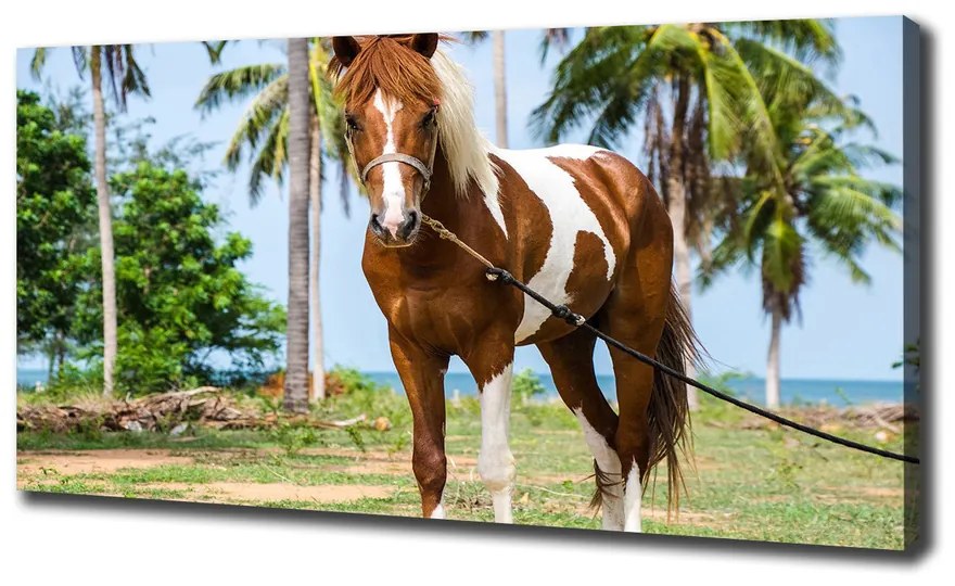 Wallmuralia Foto obraz na plátně do obýváku Strakatý kůň 140x70 cm