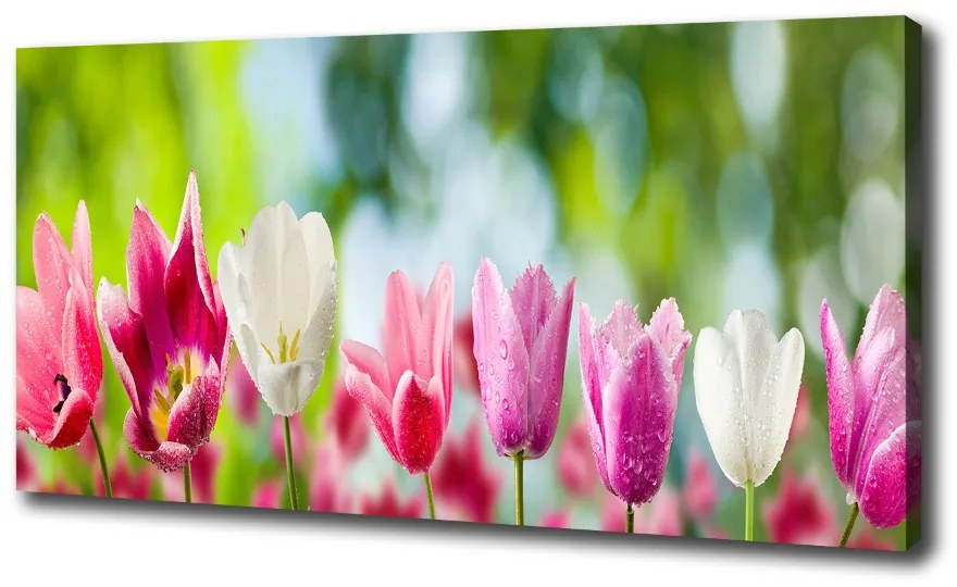 Wallmuralia Foto obraz na plátně Tulipány 100x50