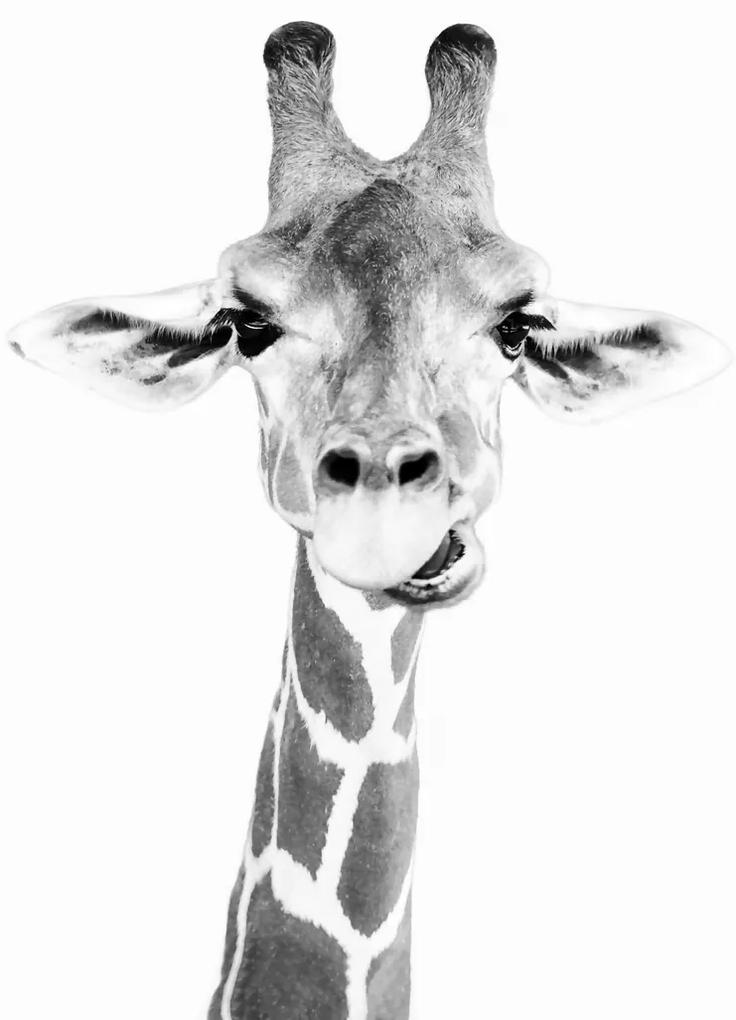 Umělecká fotografie Happy giraffe, Sisi & Seb, (30 x 40 cm)