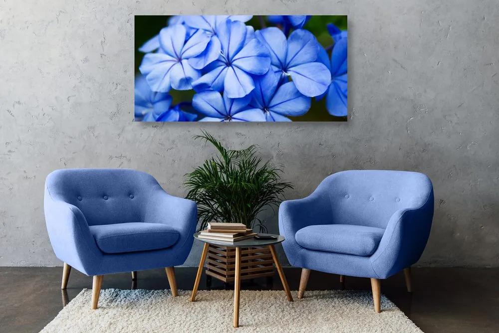 Obraz malebné modré květy Varianta: 100x50