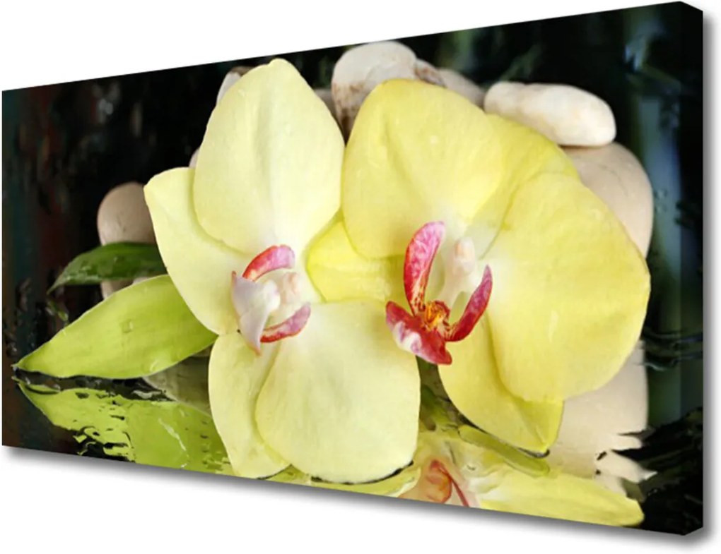 Obraz Canvas Okvětní Plátky Orchidej