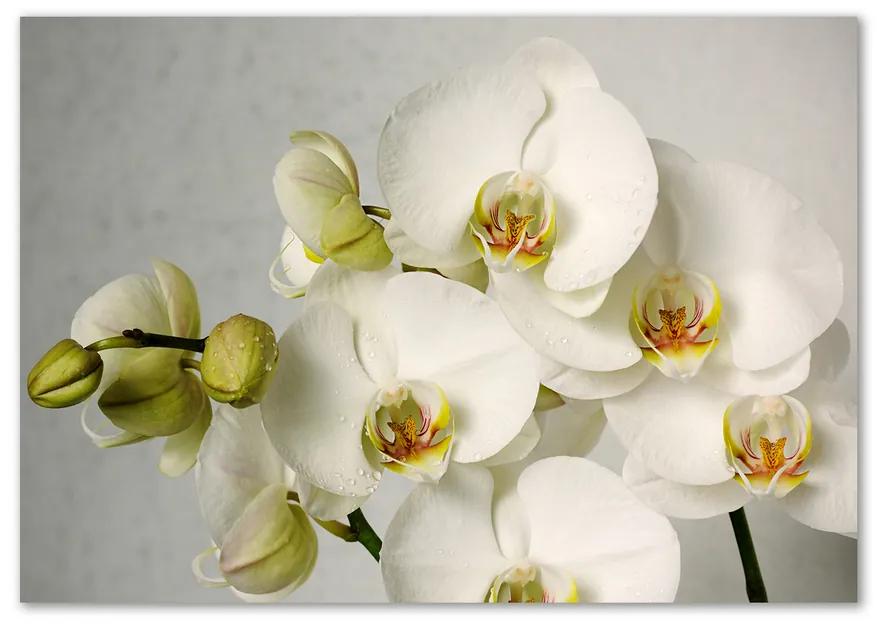 Wallmuralia Fotoobraz na skle Bílá orchidej 100x70 cm