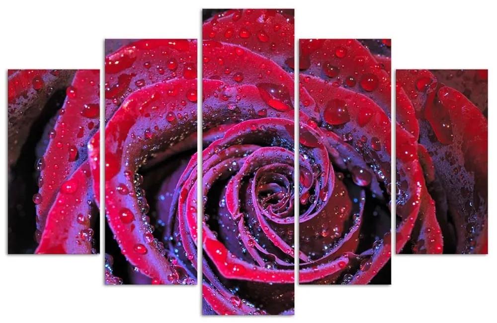 Obraz na plátně pětidílný Červený květ růže - 100x70 cm