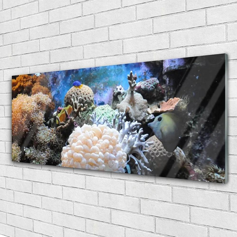 akrylový obraz Korálový Útes Příroda 125x50 cm