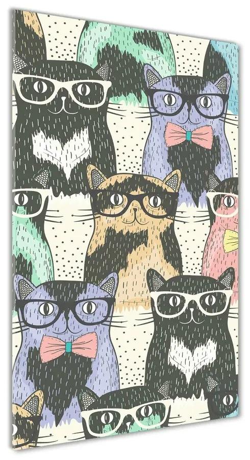 Wallmuralia Vertikální Foto obraz skleněný svislý Kočky v brýlích 50x100
