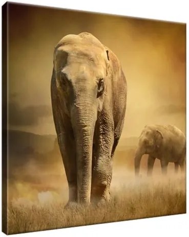 Tištěný obraz Putování slonů 30x30cm 1176A_1AI