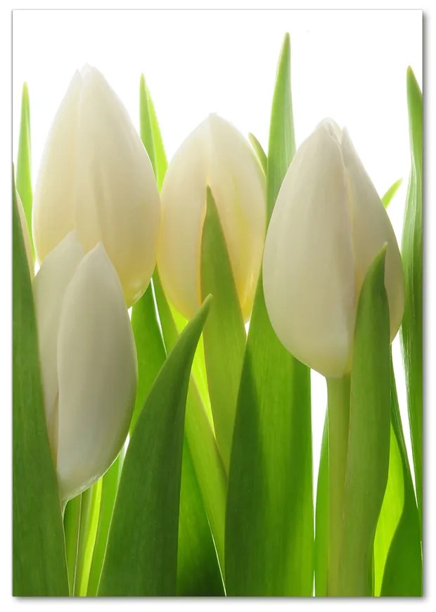 Wallmuralia Foto obraz fotografie na skle Bílé tulipány 70x100 cm