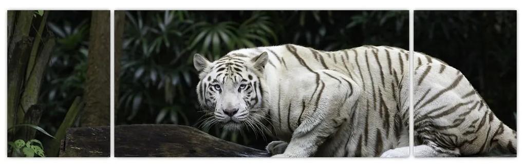 Obraz - Tygr albín (170x50 cm)