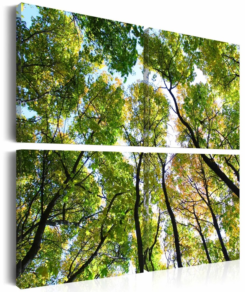 Obraz - Treetops - 40x40