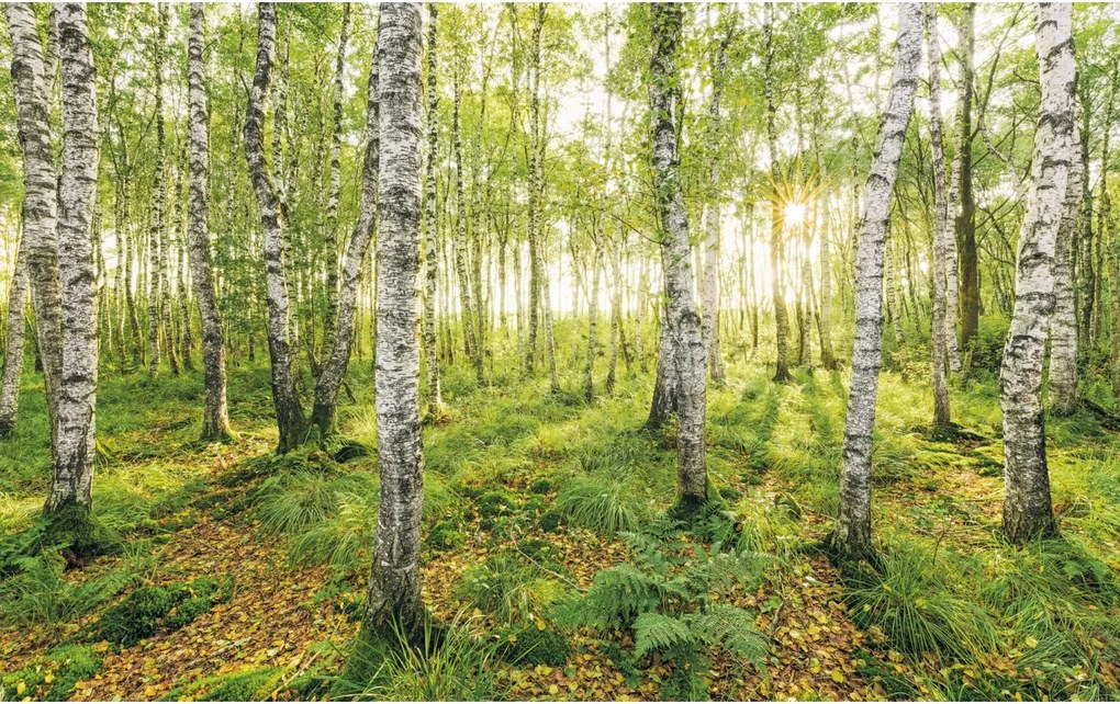 Komar Vliesová fototapeta Birch Trees 400 x 250 cm