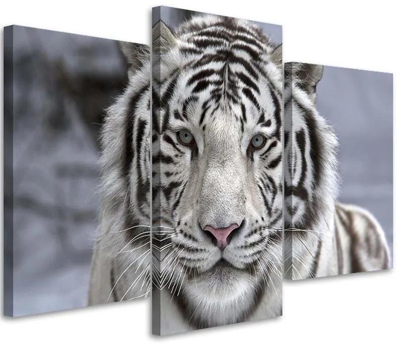 Gario Obraz na plátně Bílý tygr v zimě - 3 dílný Rozměry: 60 x 40 cm