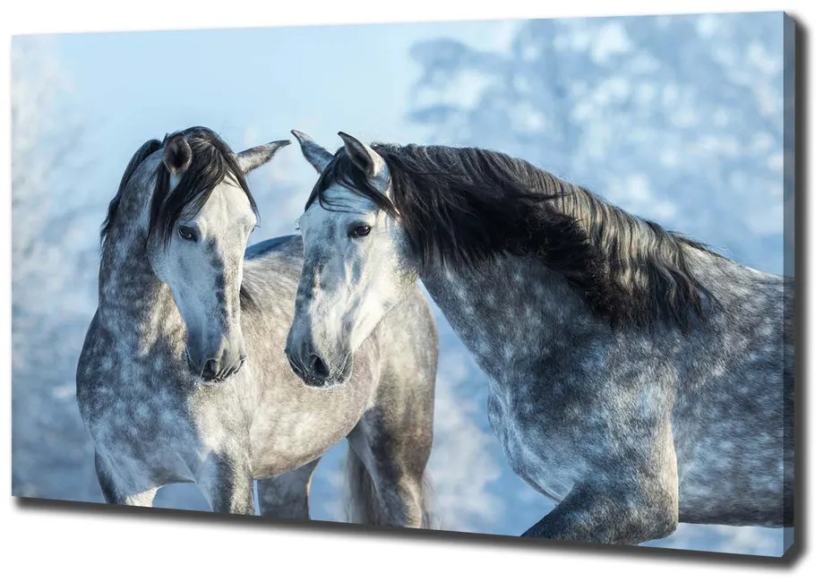 Wallmuralia Foto obraz na plátně Zima šedý kůň 100x70 cm