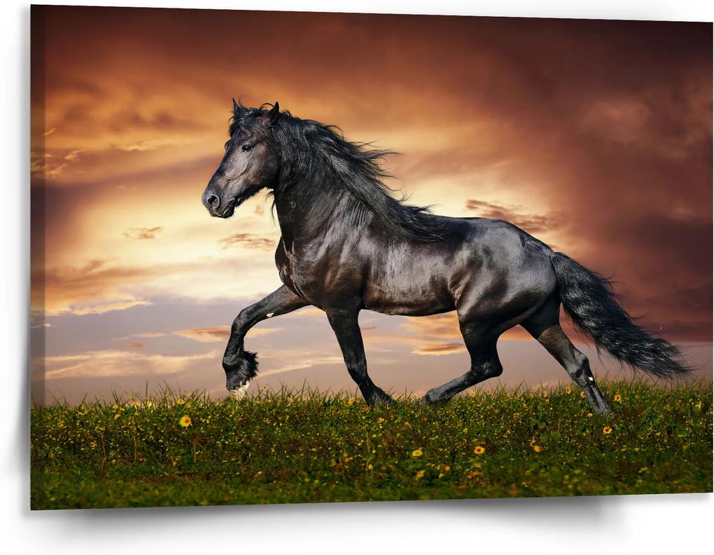Obraz SABLO - Friský kůň 50x50 cm