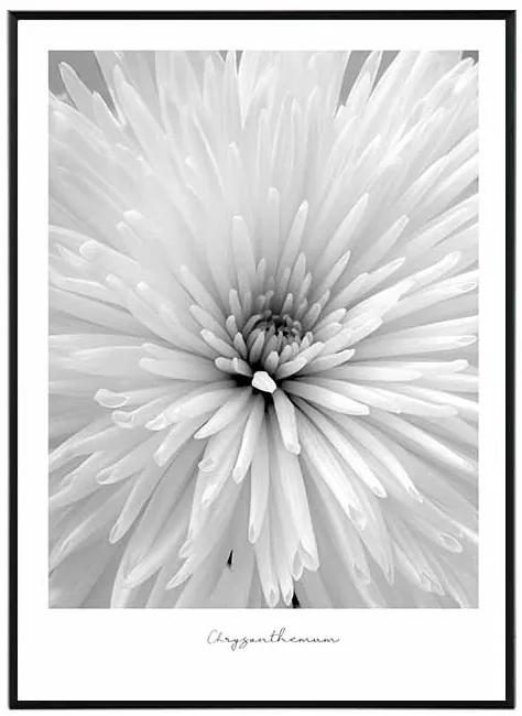 Flower chrysanthemum - 30x40 cm Obraz